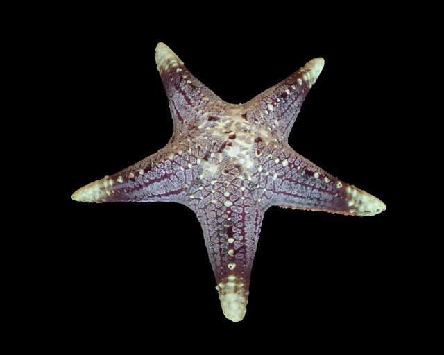 star fish v3 rigged low poly 3D Model in Fish 3DExport