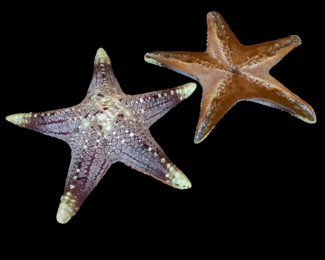 star fish v3 rigged low poly 3D Model in Fish 3DExport