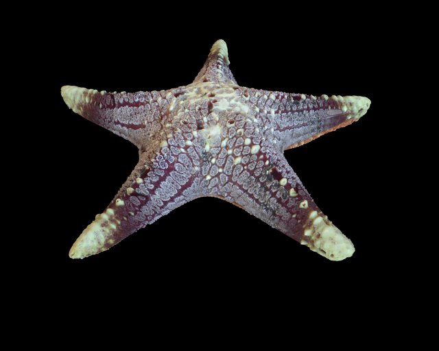 star fish v3 rigged low poly 3D Model in Fish 3DExport