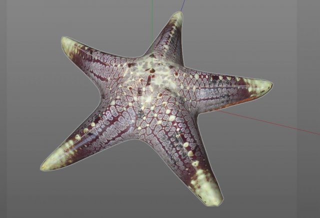 star fish v3 rigged low poly 3D Model in Fish 3DExport