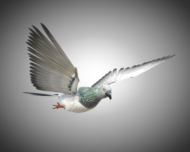 pigeon bird pbr rigged low poly 3D Model in Bird 3DExport
