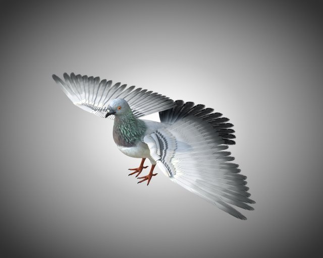 pigeon bird pbr rigged low poly 3D Model in Bird 3DExport