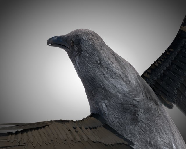 raven crow bird pbr rigged low poly 3D Model in Bird 3DExport