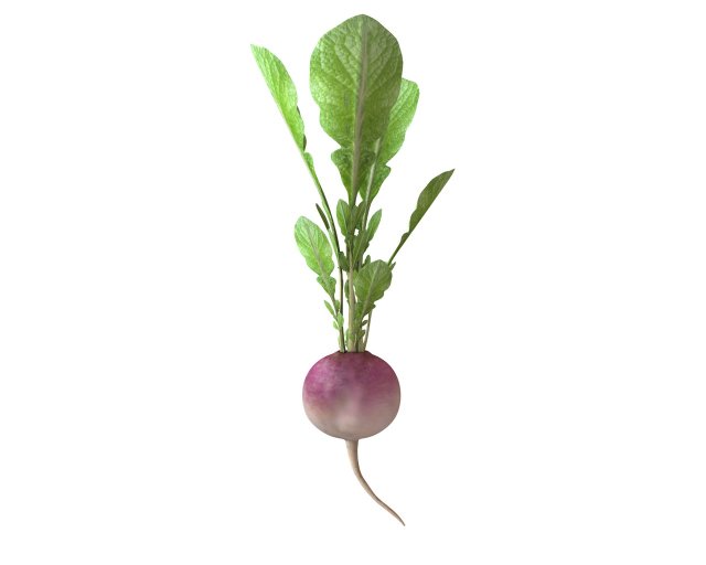 radish pink 3D Model in Vegetable 3DExport