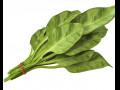 Spinach 3D Model in Vegetable 3DExport
