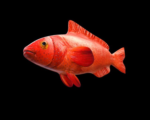 50 fish collection low poly s 3D Model in Fish 3DExport