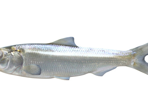 Skipjack Herring fish 3D Model in Fish 616827 | 3DExport