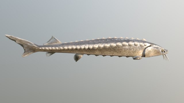 Russian sturgeon 3D Model in Fish 3DExport