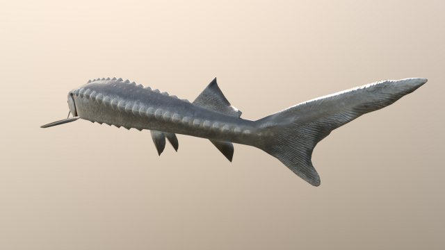 Russian sturgeon 3D Model in Fish 3DExport