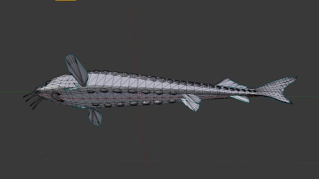Russian sturgeon 3D Model in Fish 3DExport