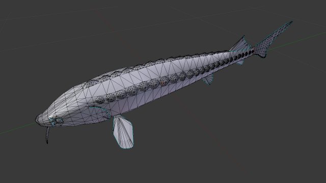 Russian sturgeon 3D Model in Fish 3DExport
