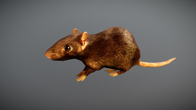 animated rat free on sketchfab 3D Model in Rodent 3DExport