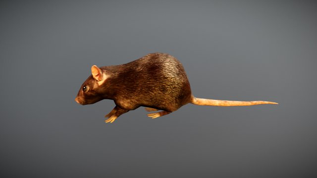 animated rat free on sketchfab 3D Model in Rodent 3DExport