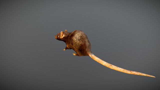 animated rat free on sketchfab 3D Model in Rodent 3DExport