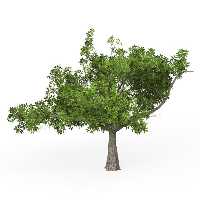 Game Ready Tree 01 3D Model in Tree 3DExport