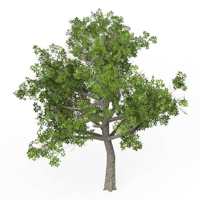 Game Ready Tree 04 3D Model in Tree 3DExport
