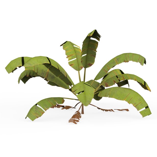 Banana Tree 04 3D Model in Tree 3DExport