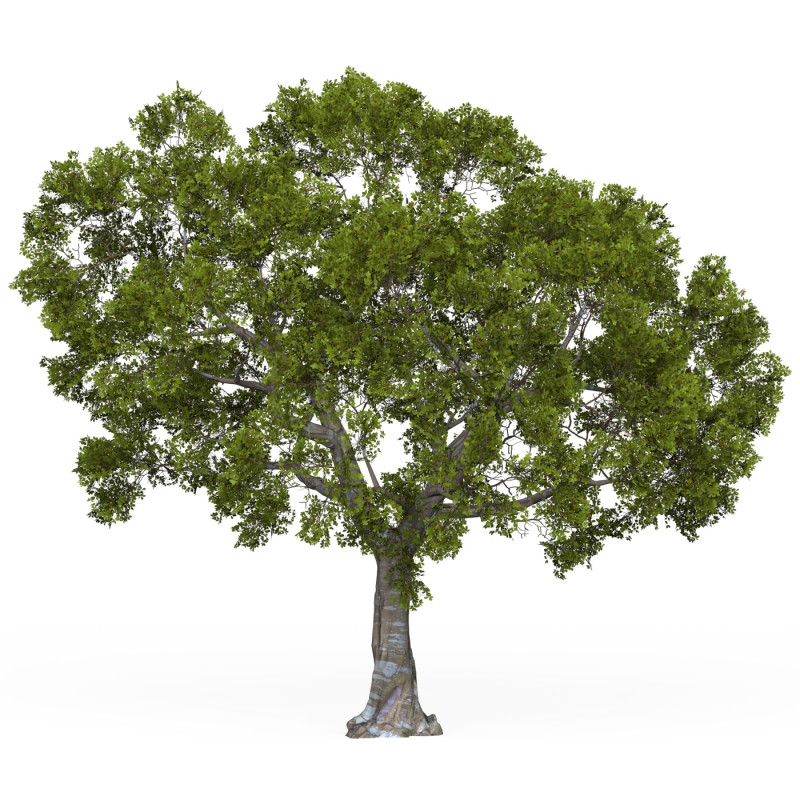 Game Ready Tree 05 3D Model in Tree 3DExport