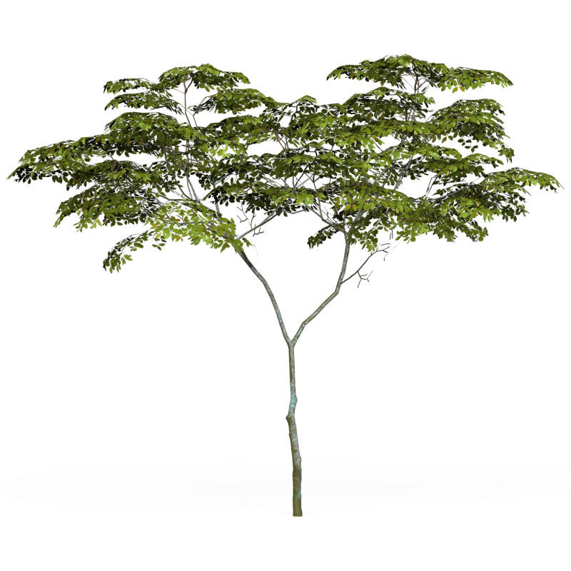 Game Ready Tree 13 3D Model in Tree 3DExport