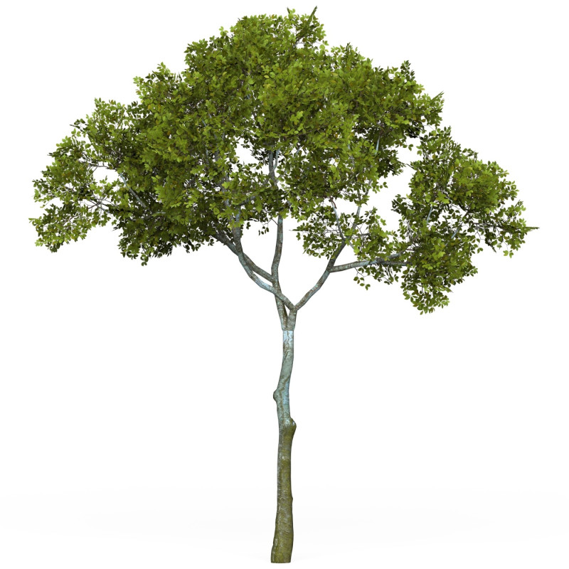 Game Ready Tree 14 3D Model in Tree 3DExport