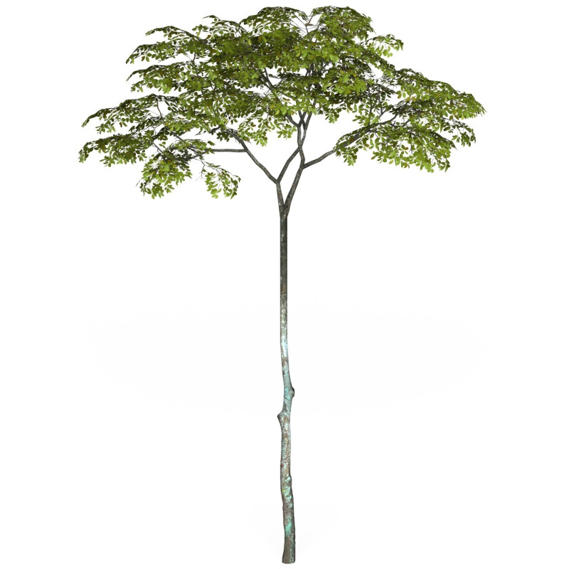 Game Ready Tree 16 3D Model in Tree 3DExport