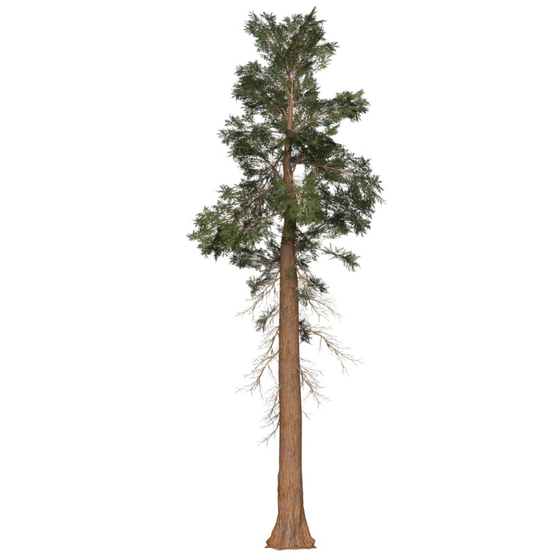 Game Ready Tree 27 3D Model in Tree 3DExport