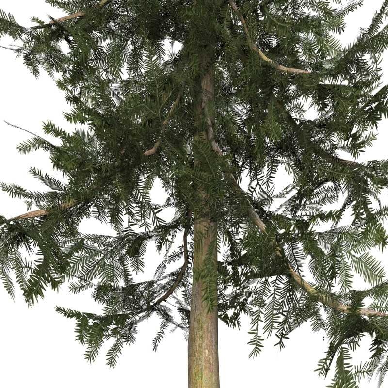 Game Ready Tree 33 3D Model in Tree 3DExport