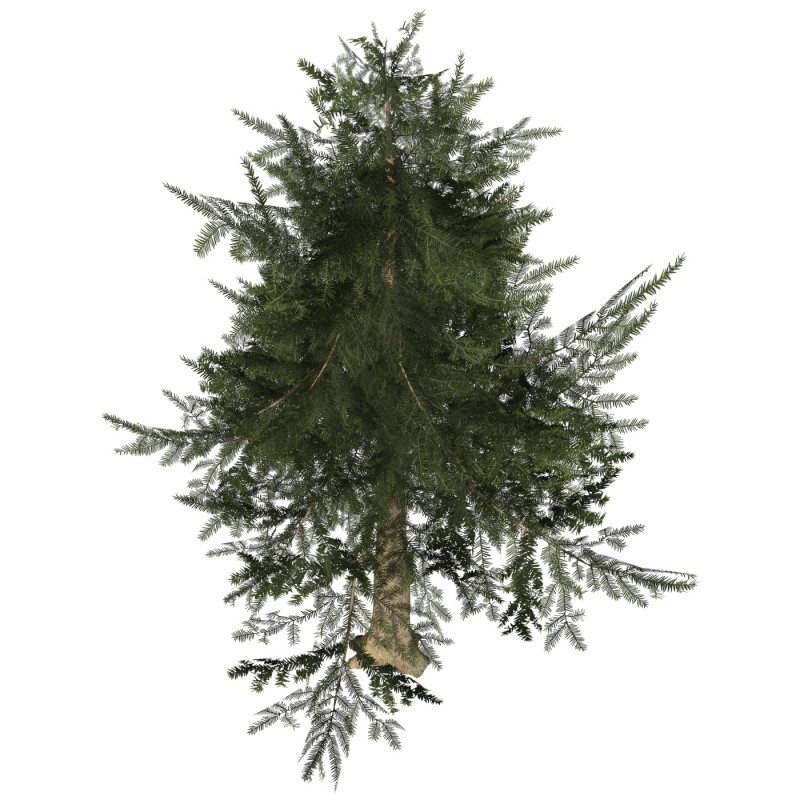 Game Ready Tree 33 3D Model in Tree 3DExport