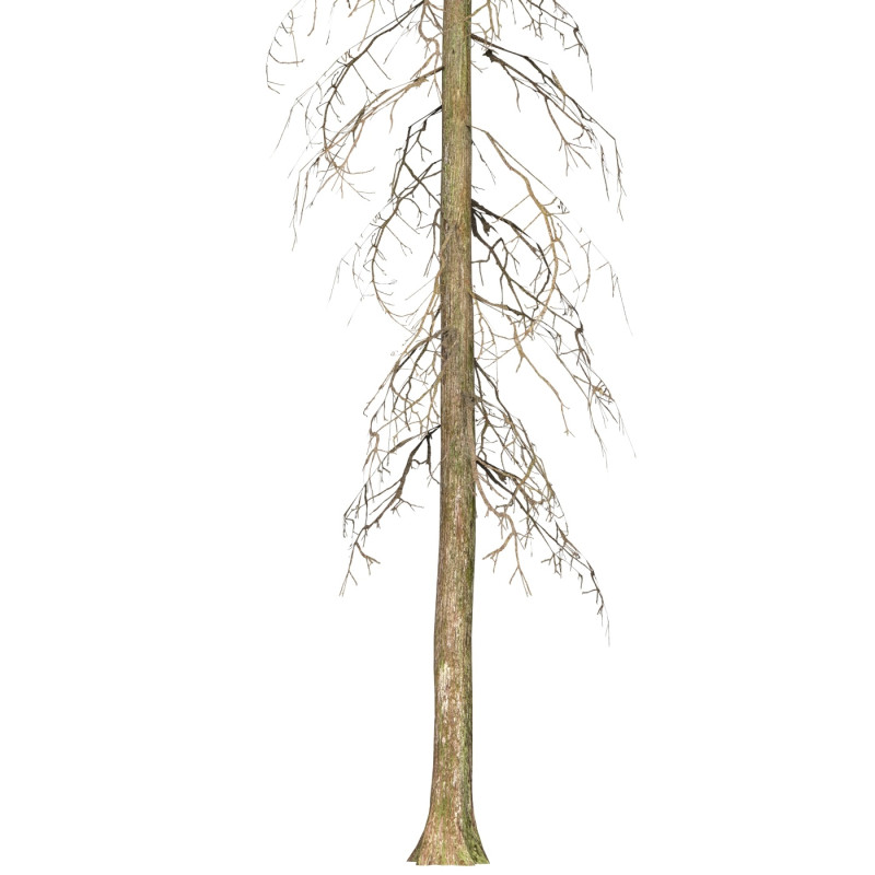 Game Ready Tree 40 3D Model in Tree 3DExport