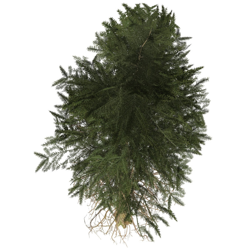 Game Ready Tree 40 3D Model in Tree 3DExport