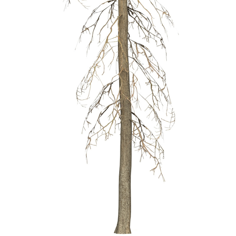 Game Ready Tree 41 3D Model in Tree 3DExport