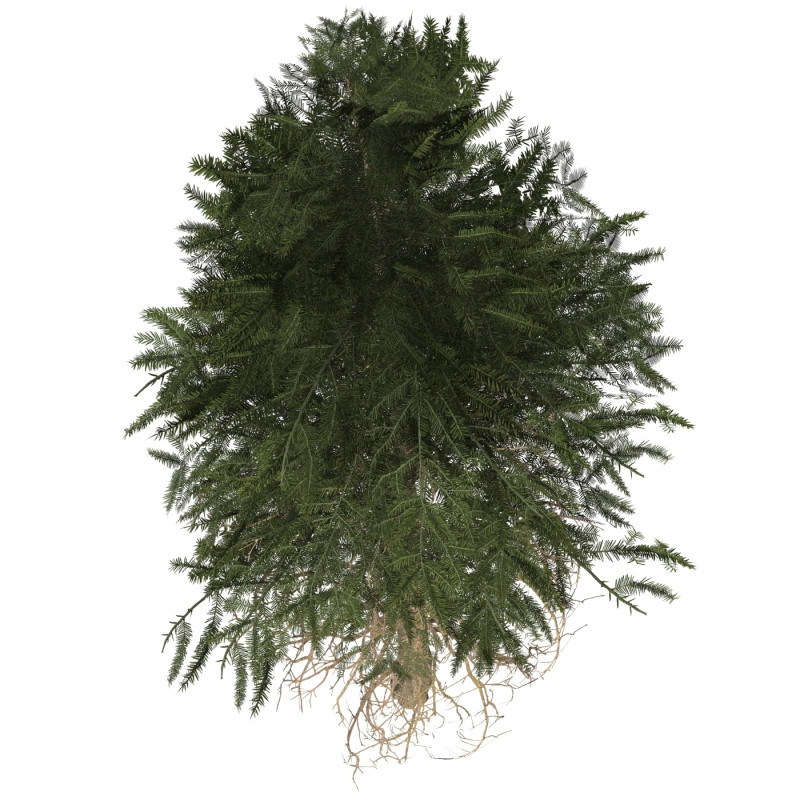 Game Ready Tree 41 3D Model in Tree 3DExport
