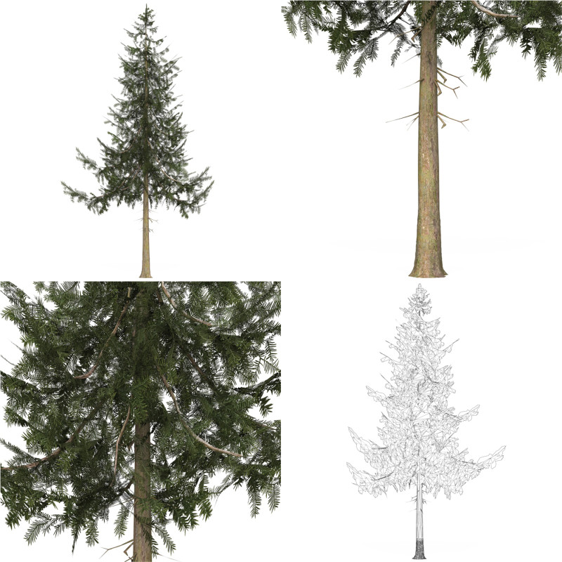 12 Game Ready Pine Tree Collection 3D Model in Tree 3DExport