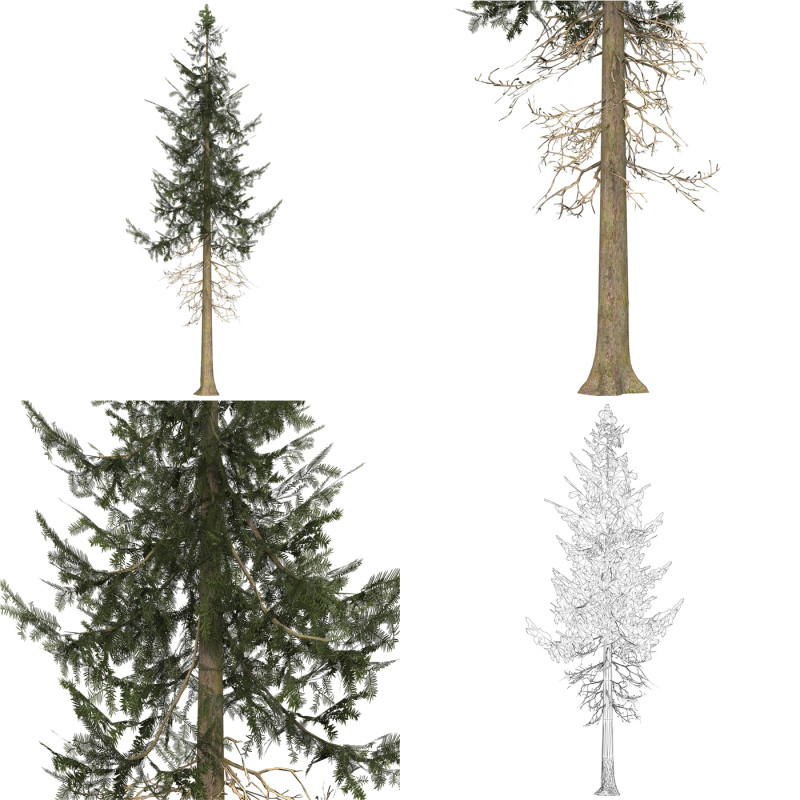 12 Game Ready Pine Tree Collection 3D Model in Tree 3DExport