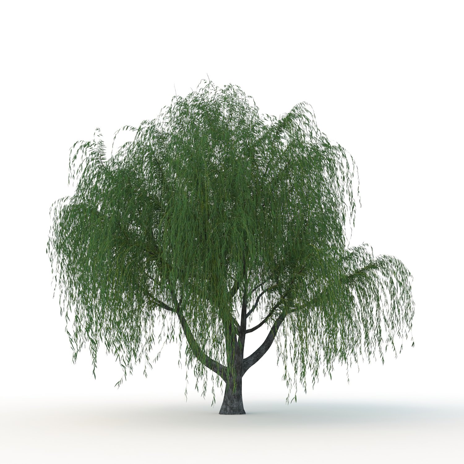 willow tree 3D Models in Tree 3DExport