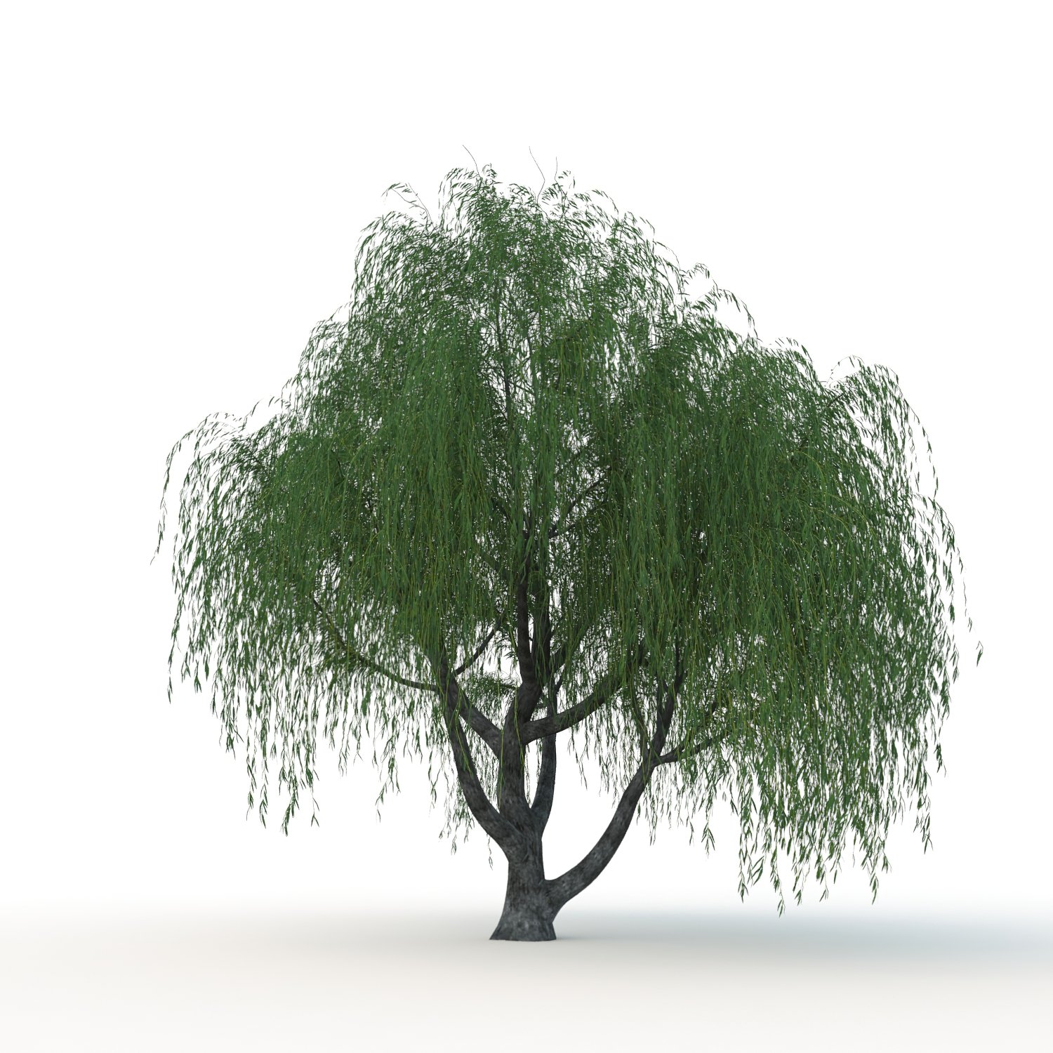 willow tree 3D Models in Tree 3DExport
