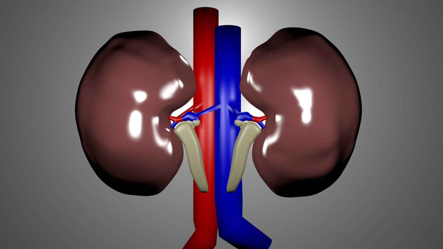 Human Kidneys 3D Model in Anatomy 3DExport