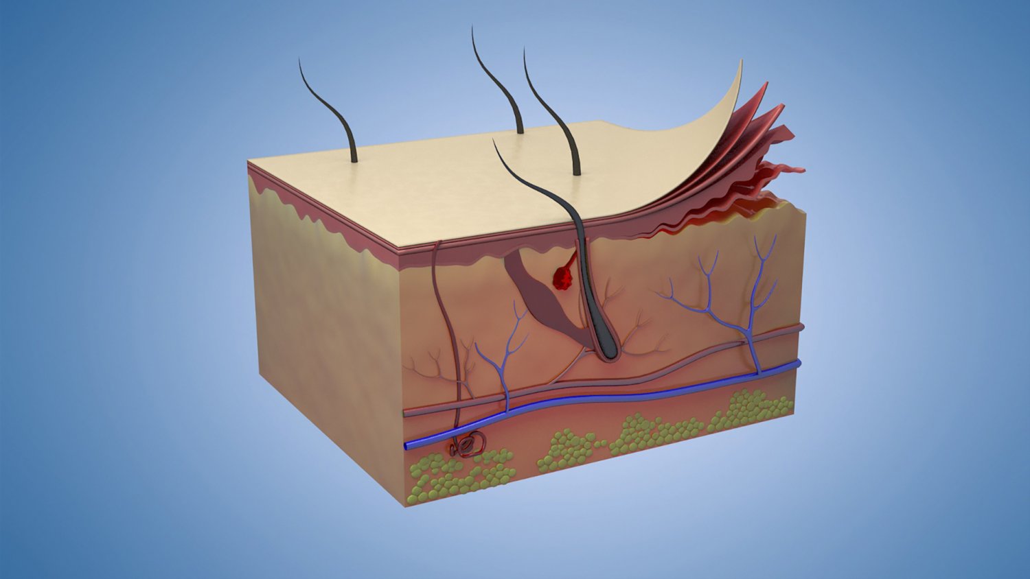 Skin Parts Anatomy cross sections cells cortex hair follicles Modelos ...