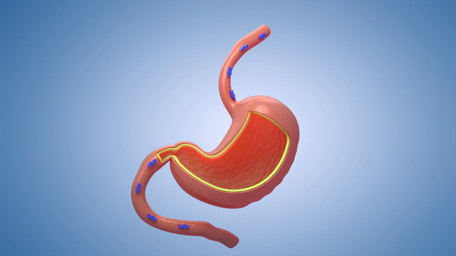 Stomach Cross Section Musculature anatomy 3D Models in Anatomy 3DExport