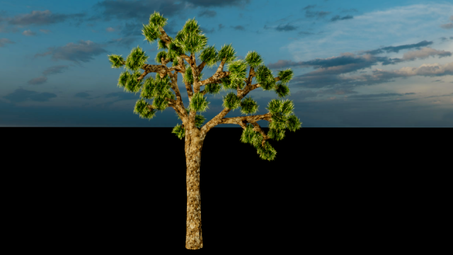 joshua tree 3D Model in Tree 3DExport