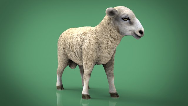sheep 3D Model in Sheep 3DExport