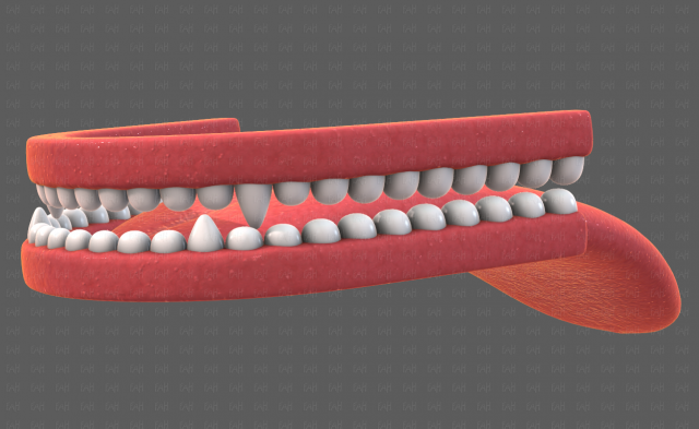 Teeth Cartoon V02 3D Model in Anatomy 3DExport