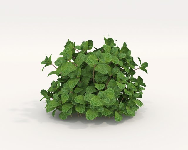 Realistic Shrub Bush Set 5 3D Model in Small Plants 3DExport