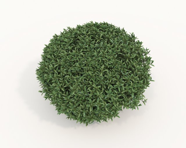 Realistic Shrub Bush Set 5 3D Model in Small Plants 3DExport