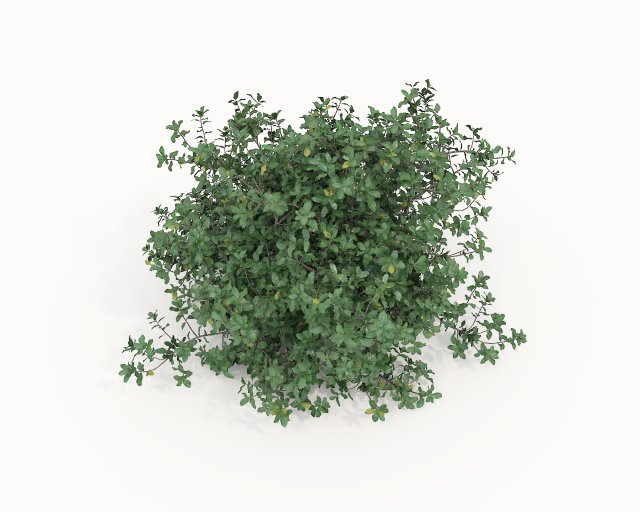 Realistic Shrub Bush Set 5 3D Model in Small Plants 3DExport