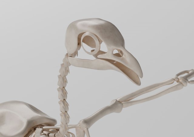 chicken skeleton in t-pose for rigging 3D Model in Bird 3DExport