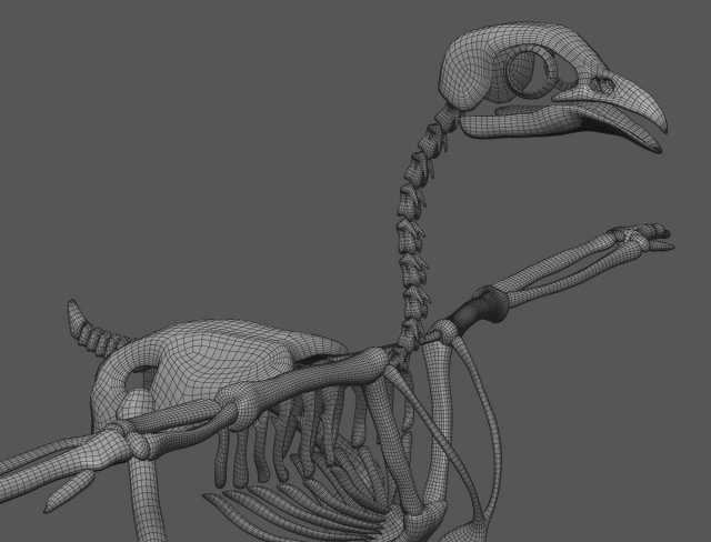 chicken skeleton in t-pose for rigging 3D Model in Bird 3DExport