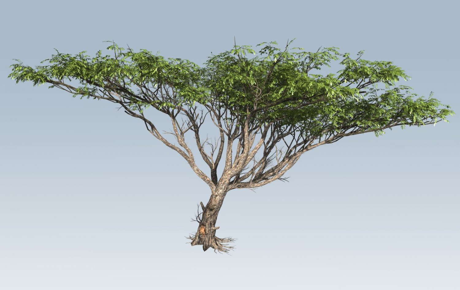 acacia tree 3D Models in Tree 3DExport