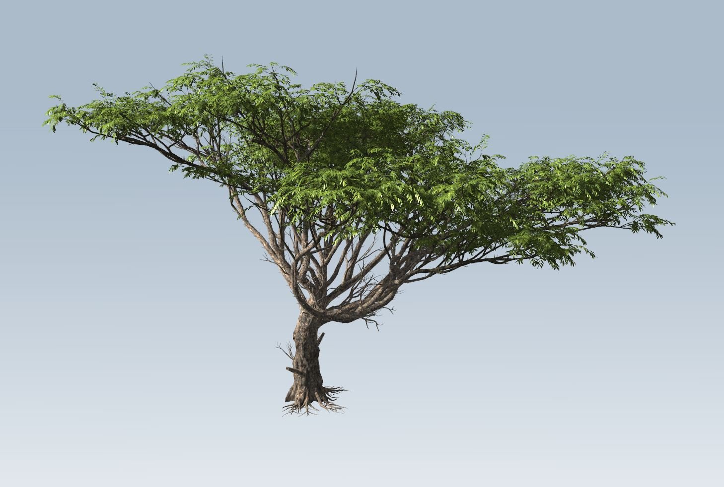 acacia tree 3D Models in Tree 3DExport