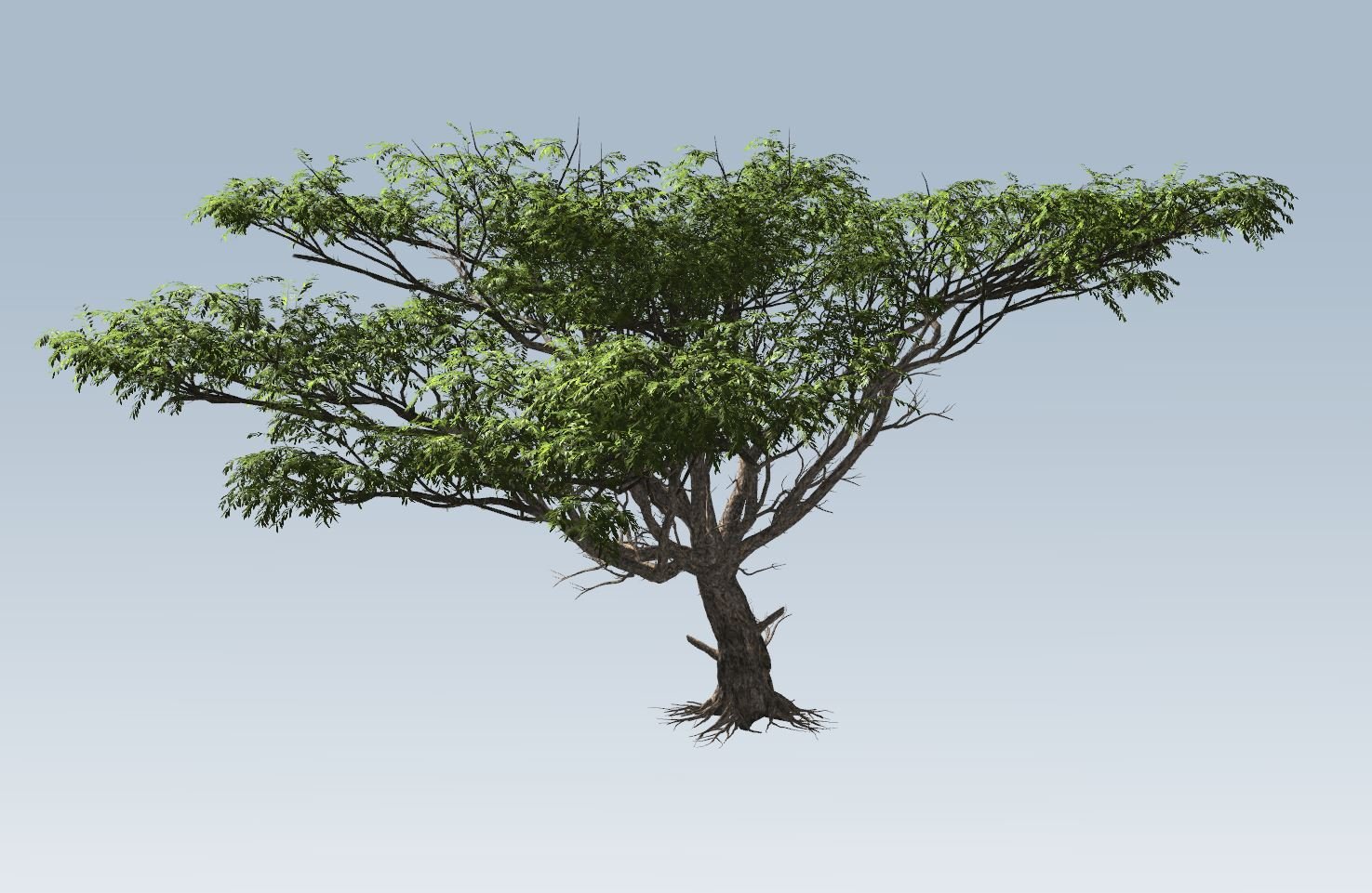 acacia tree 3D Models in Tree 3DExport